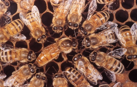 Homepage - British Honey Prdoucers Ltd.